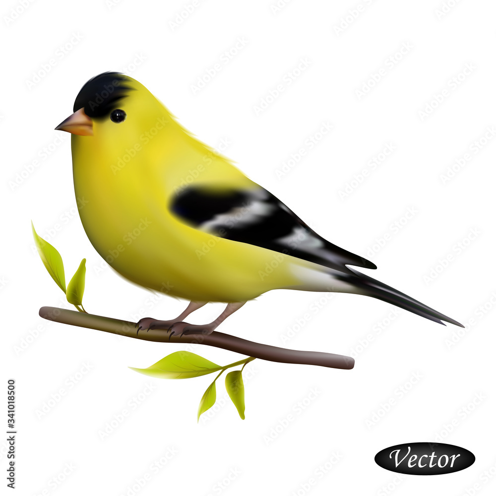 American Goldfinch isolated on a white background. Realistic goldfinch ...