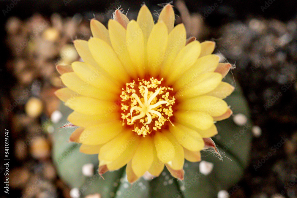 Asteria Flower | Best Flower Site