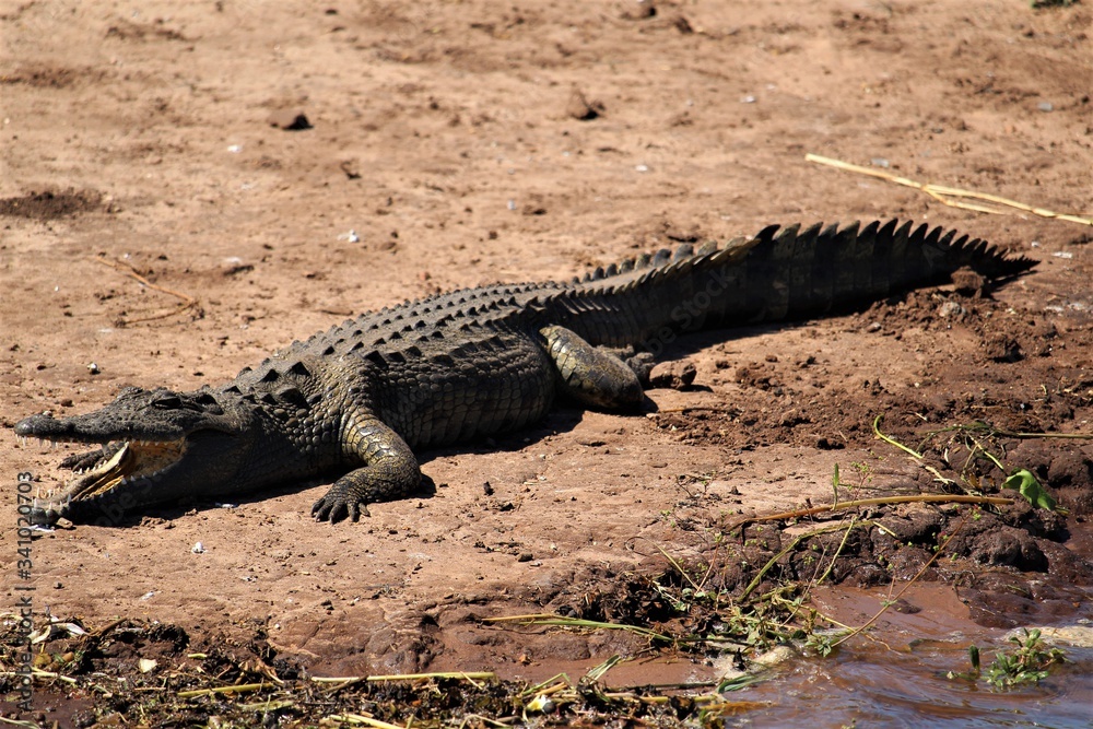 crocodile mouth open on the ground Stock Photo | Adobe Stock