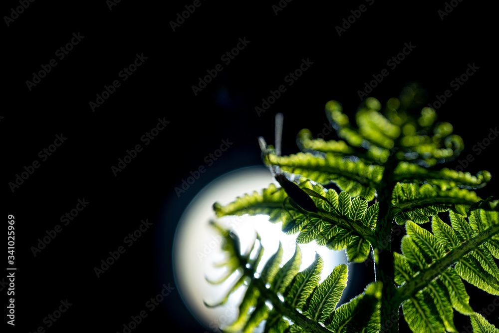 resh green leaves of Paco fern or Vegetable fern (Diplazium Esculentum ...