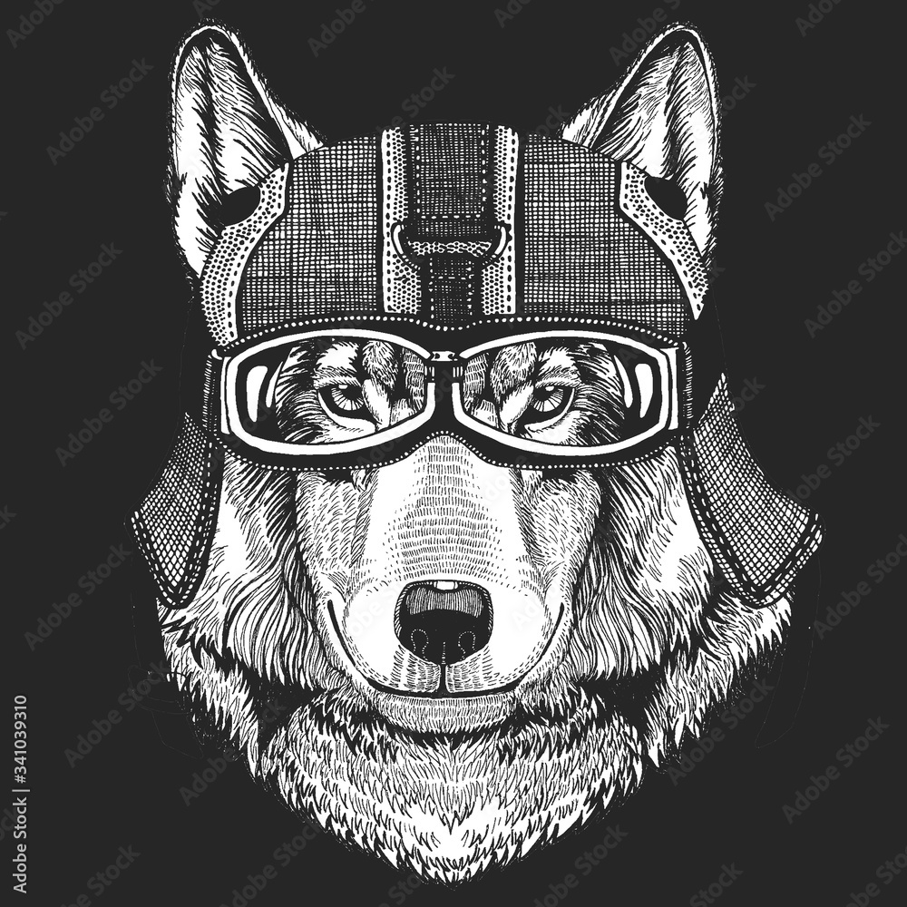 Wolf portrait. Vintage motorcycle leather helmet. Head of wild animal ...