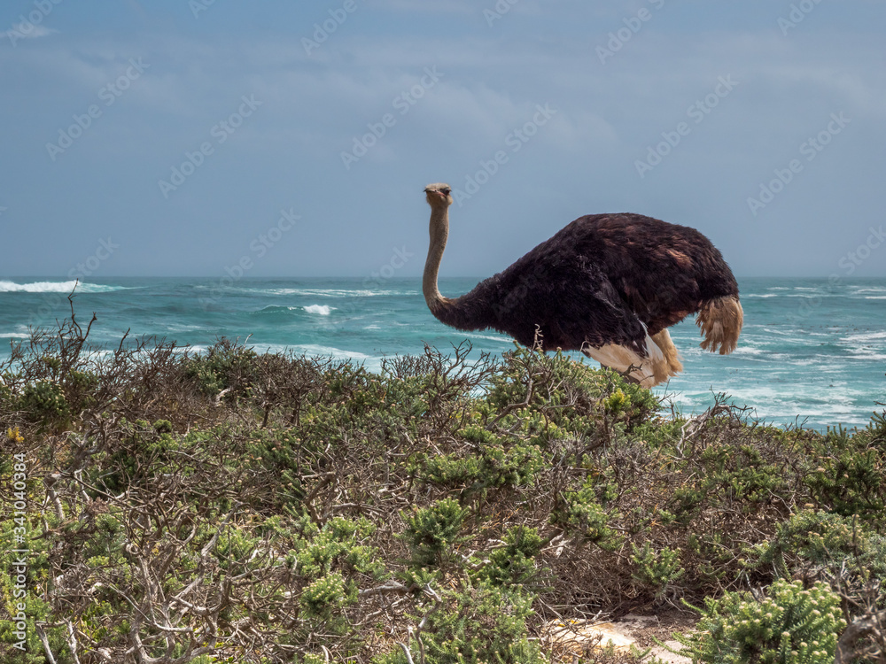 Ostrich in close up view with Atlantic Ocean at the background Stock ...