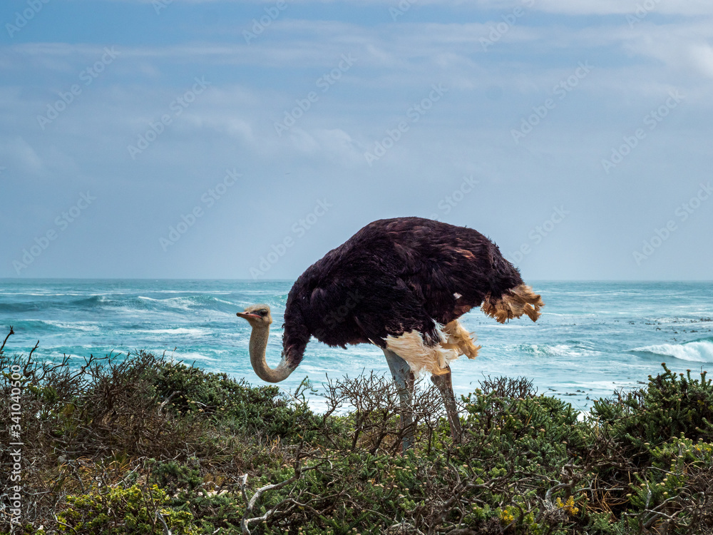 Ostrich in close up view with Atlantic Ocean at the background Stock ...