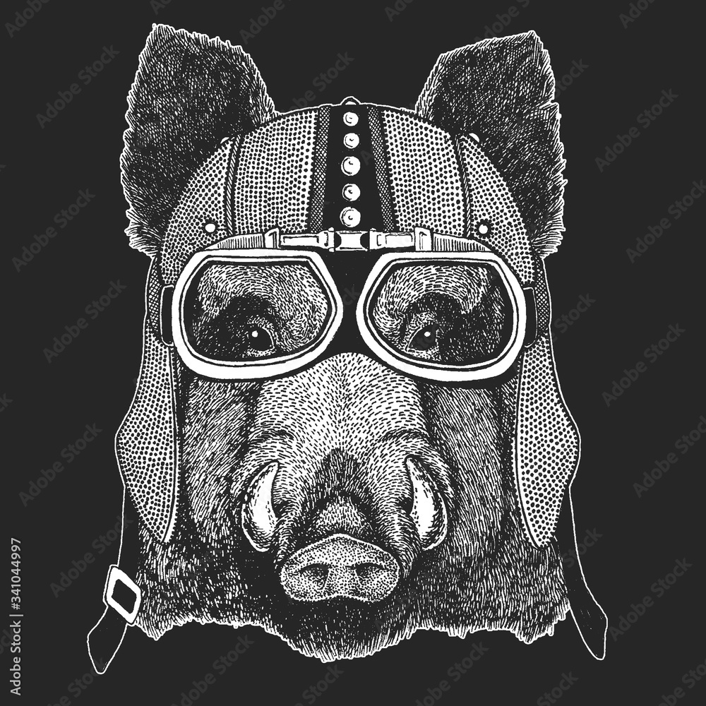 Portrait of wild hog, boar, pig. Vintage motorcycle leather helmet ...