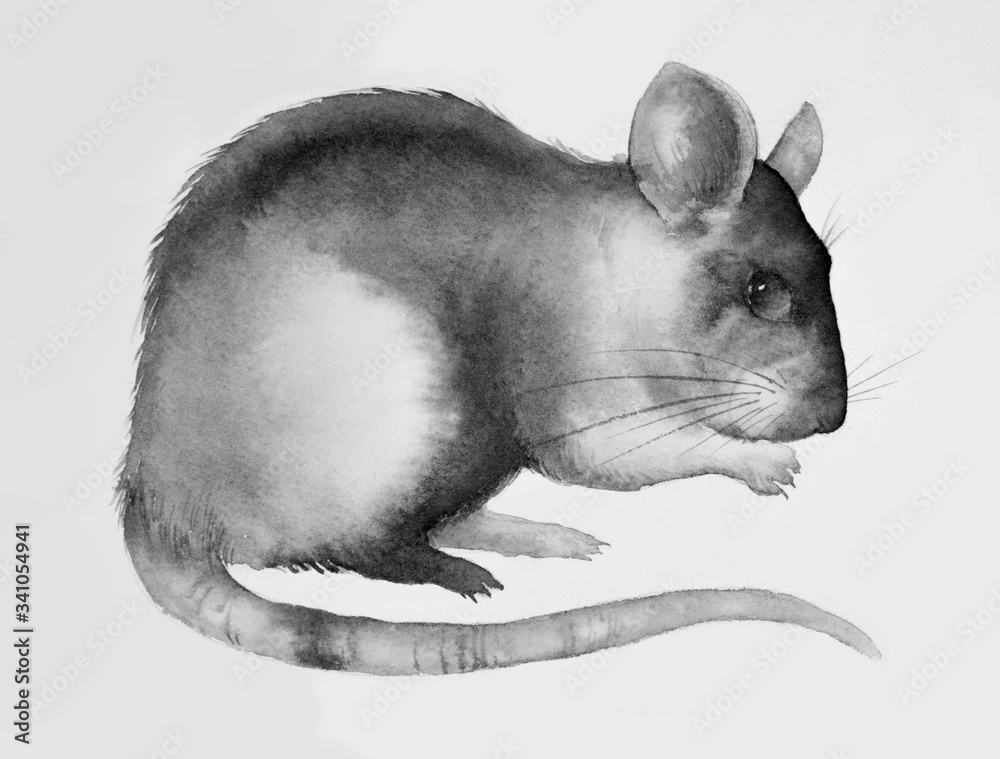 Rat. Chinese Japanese ink painting. Rat, mouse, chinchilla drawn ...