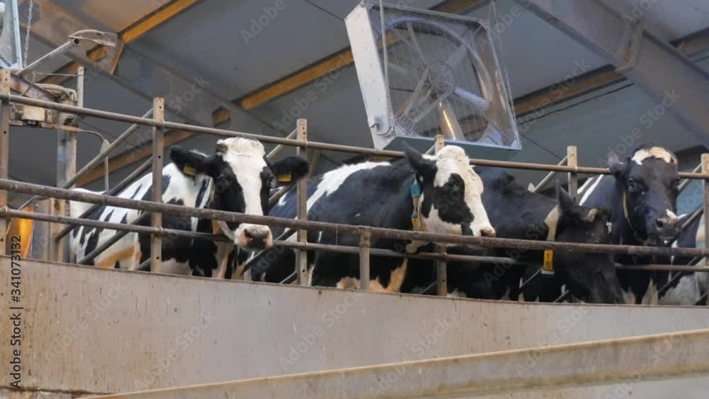 Video Stock Dairy cows on milking machine. Automated equipment for ...