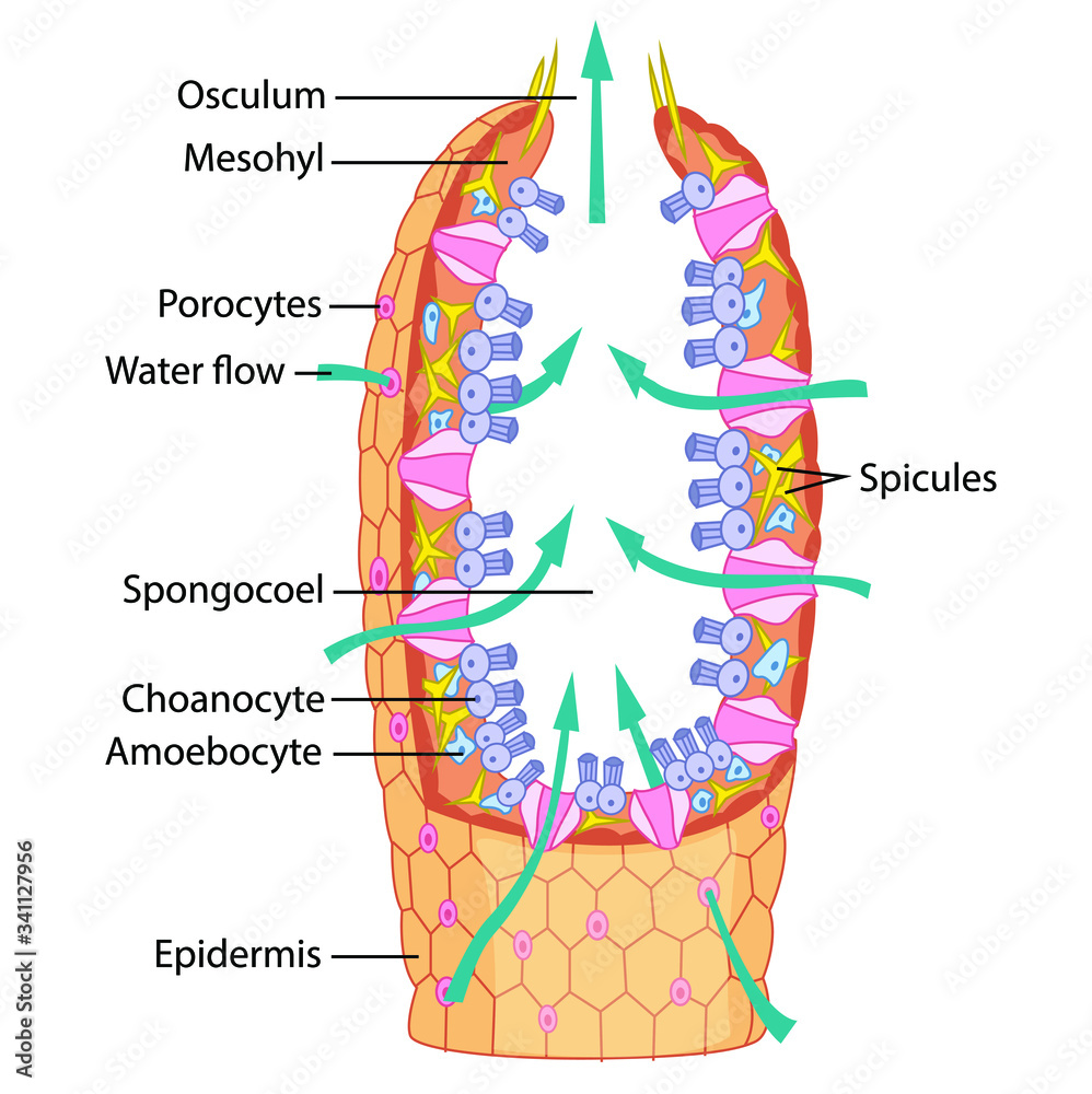 Vector Illustration Of A Marine Sponge Marine Sponge Diagram With 