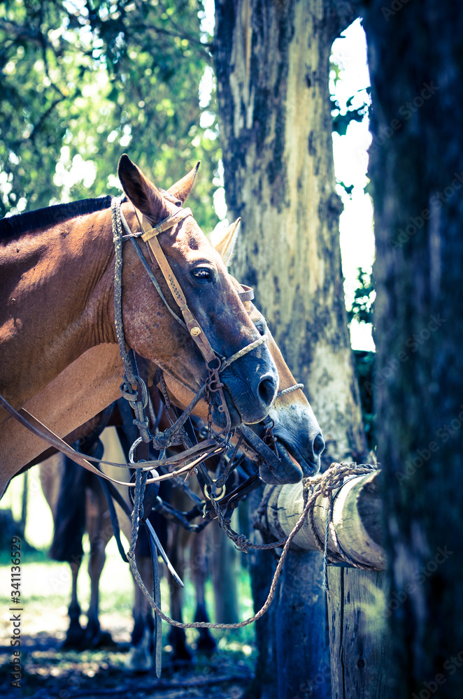 caballo, animal, administrar, café, chacras, aparejo, caballo, retrato ...