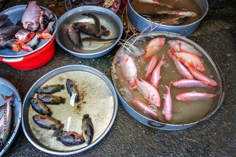 Basa fish, pangasius bocourti fish, channa maculata fish in Cai Be ...