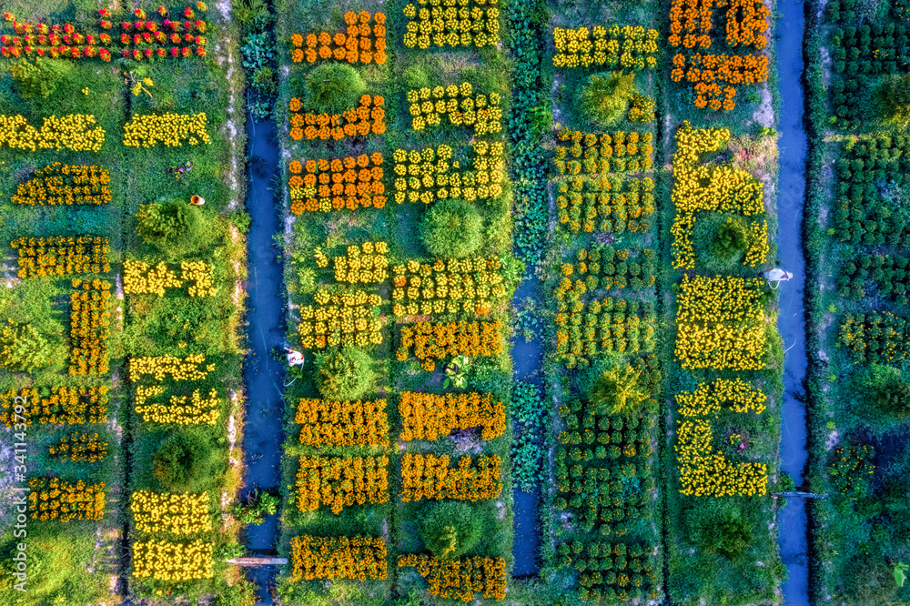Aerial view of Cai Mon flower growing village, Ben Tre, Vietnam. This ...
