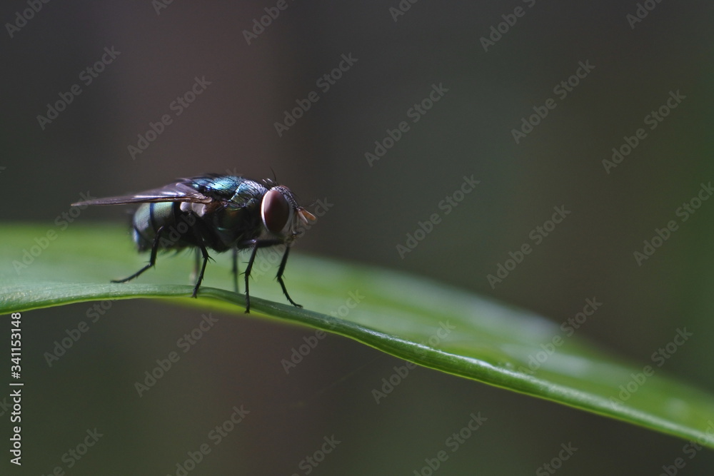 1777/5000 Diptera is an order of classification from the Insect class ...