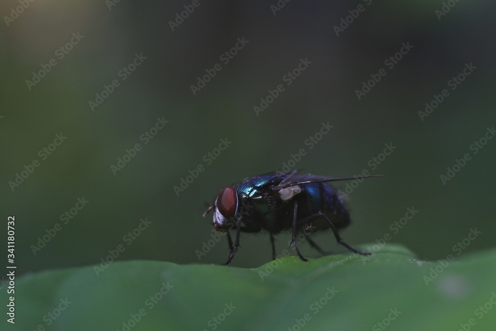 1777/5000 Diptera is an order of classification from the Insect class ...