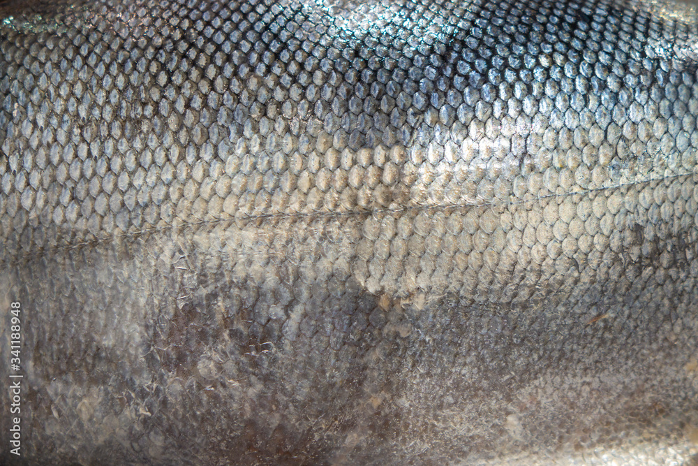 fish scales skin close up background textured backdrop asset Stock ...