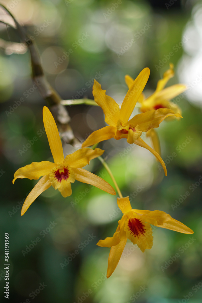 Natural background with the beautiful orchids vibrant dendrobium at ...