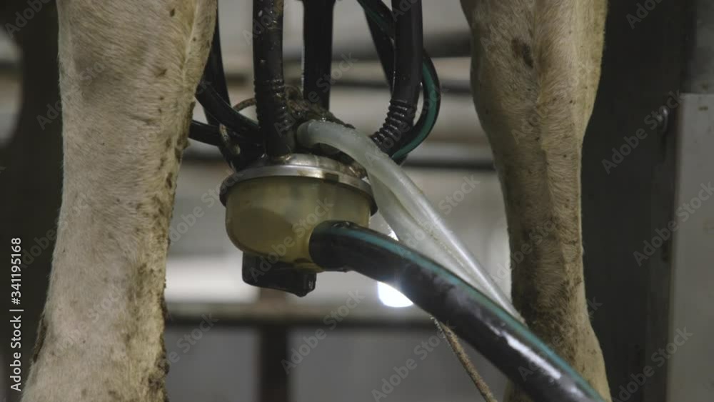 Process Milking Cows. Dairy Cows on Milking Machine. Automated ...