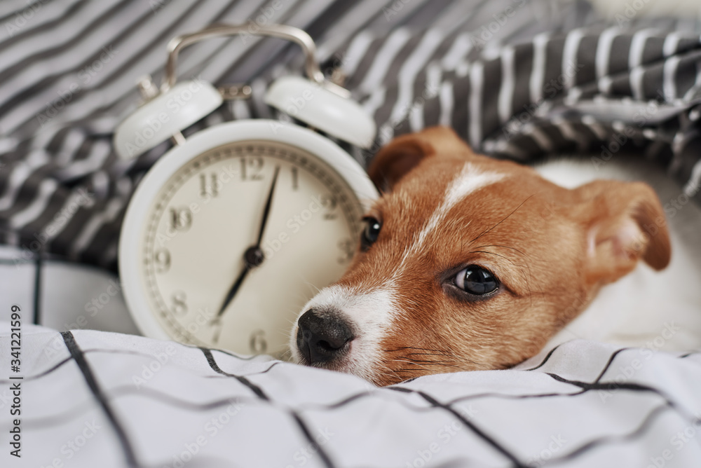 Jack russell terrier dog sleeps in the bed with vintage alarm clock ...