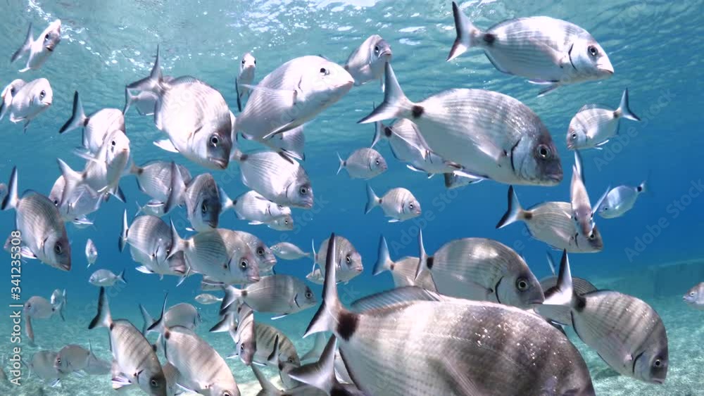 Vidéo Stock relaxing fish school scenery underwater sun rays and beams ...