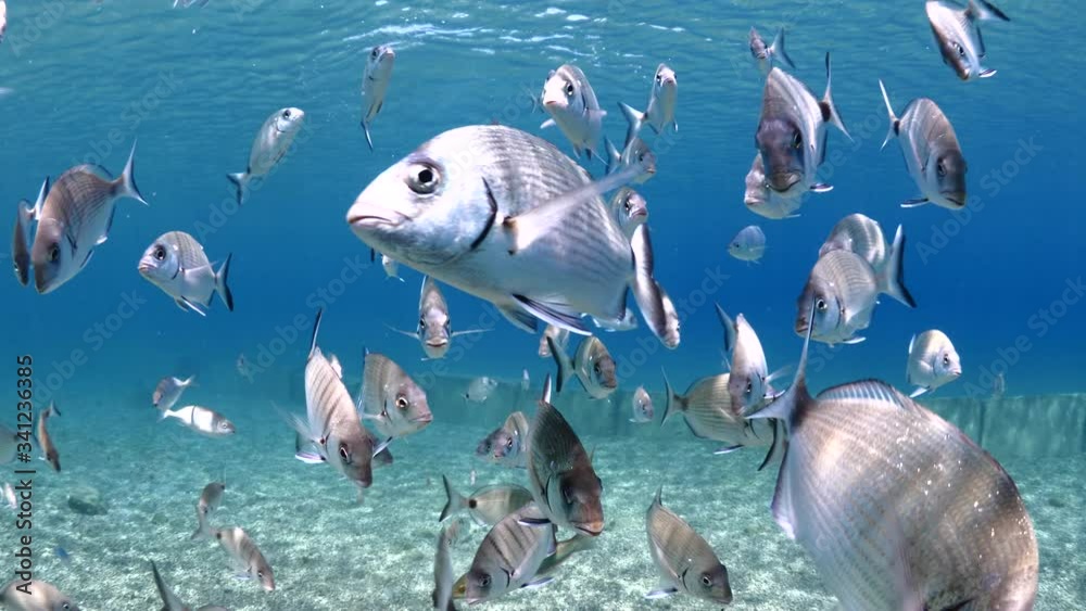 relaxing fish school scenery underwater sun rays and beams slow ocean ...