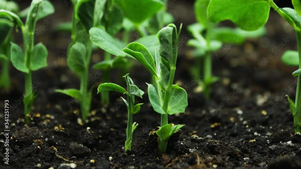 Growing Plants in Spring Timelapse, sprouts germination in greenhouse ...