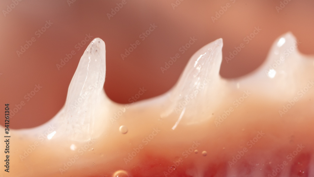 Sharp teeth of a trout fish as a background. Stock Photo | Adobe Stock