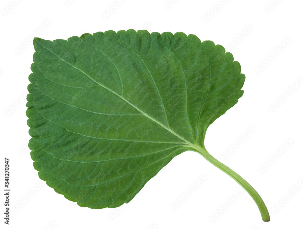 Sesame Leaf Isolated on White Background,Korean Green Shiso Perilla ...
