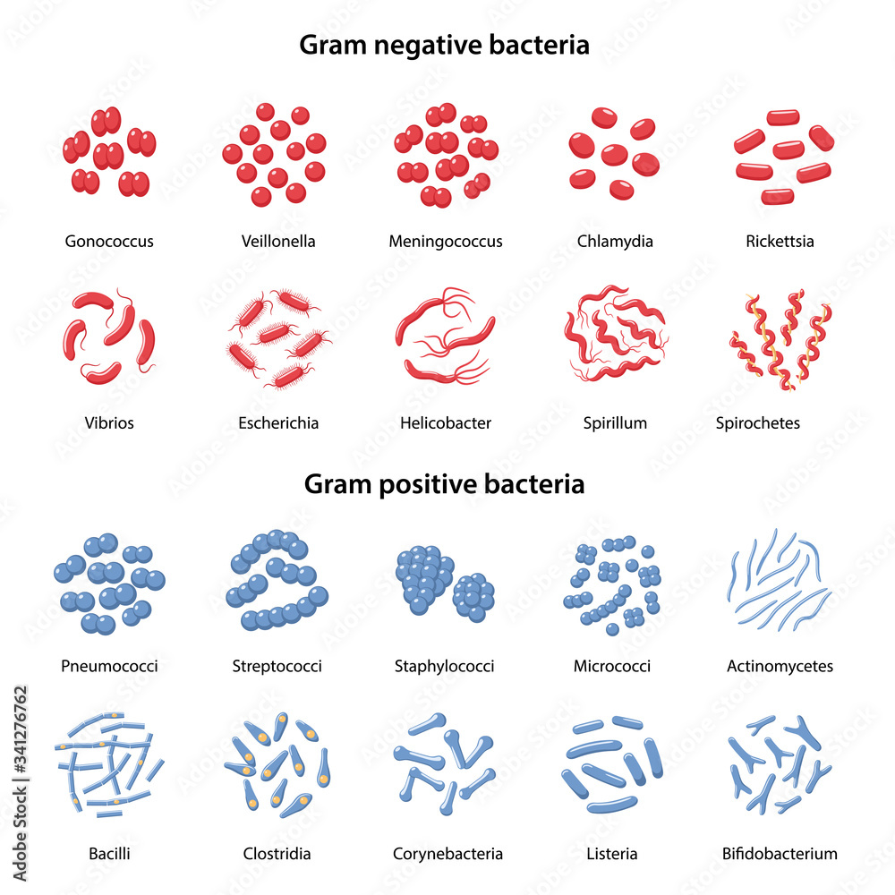 Plakat Set of gram-negative and gram-positive bacteria: cocci, bacilli ... Plakat Set of gram-negative and gram-positive bacteria: cocci, bacilli ...