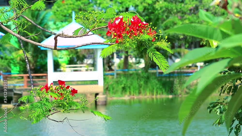 red flame tree and blur pavilion beside the lake and wave on water ...