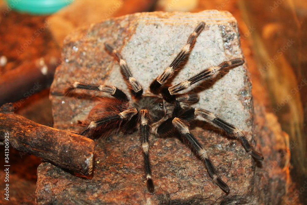 Brazilian whiteknee tarantula (Acanthoscurria geniculata) sitting on ...