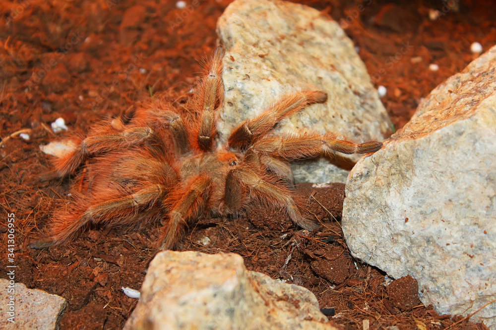 Usambara Orange Baboon Tarantula (Pterinochilus murinus) in terrarium ...