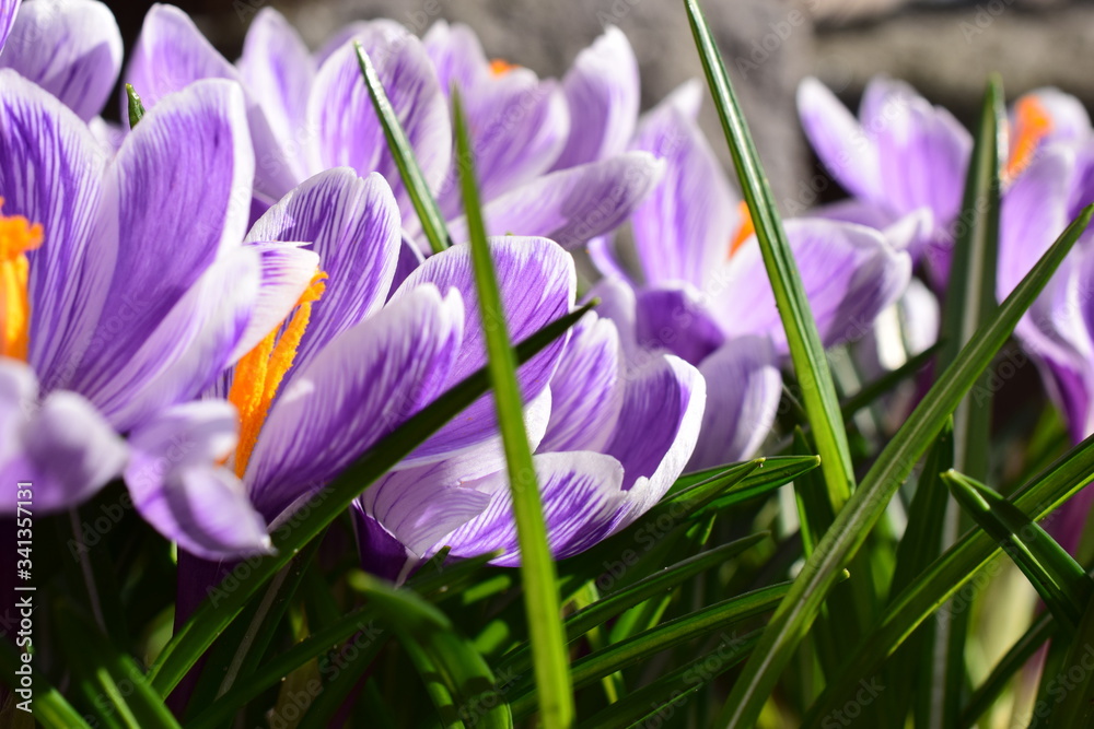Fioletowe krokusy rosnące w ogrodzie wiosną na rabatce Stock Photo ...