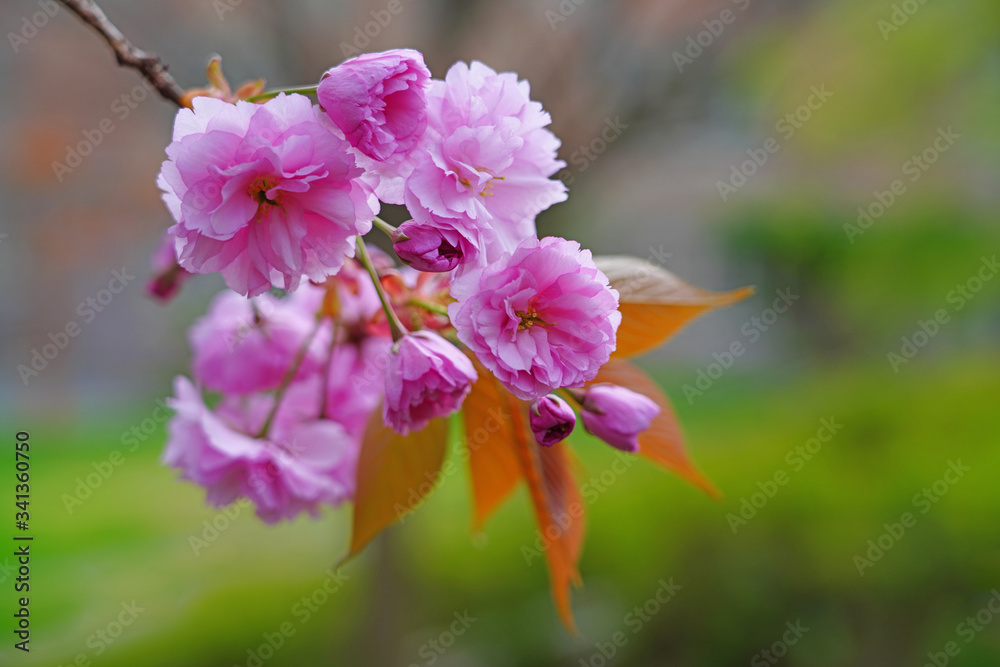 Billowy pink blossoms of a sakura cherry prunus tree with bronze red ...