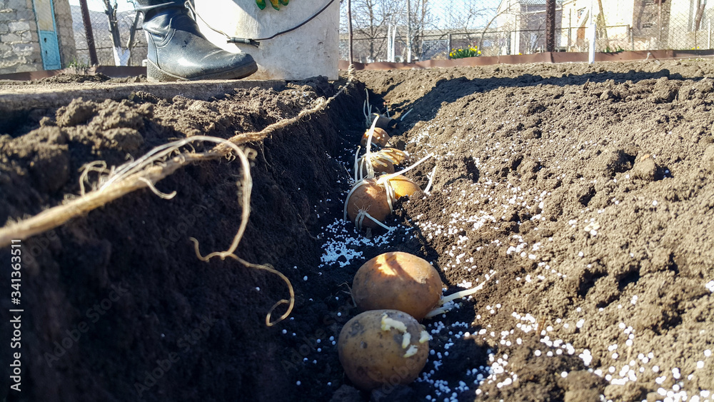 Planting potatoes with sprouts in the hole. The farmer planted seeds of ...