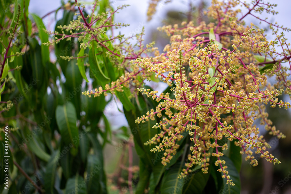 Mango flower, A branch of inflorescence mango flower. Stock Photo ...