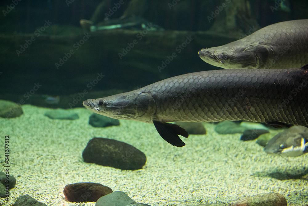 Fish under water. Arapaima fish - Pirarucu Arapaima gigas one largest ...