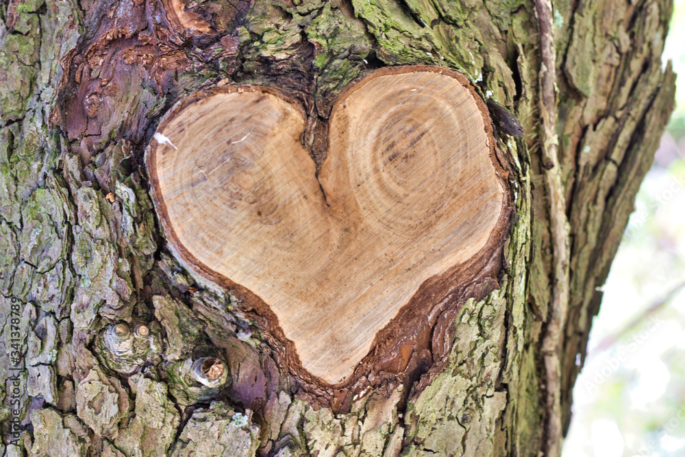 Tree Trunk With Heart On It