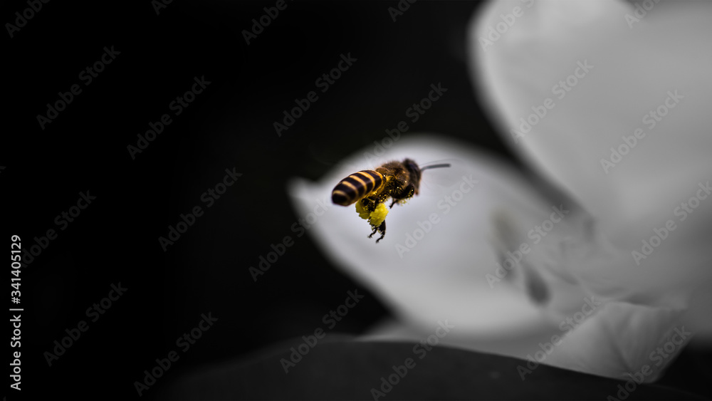 beautiful 4K Wallpaper. A working Bee in action. Stock Photo | Adobe Stock