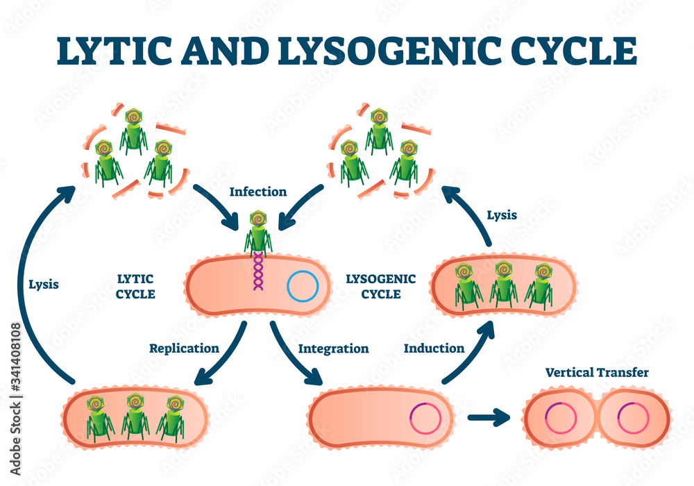 Stockvector Lytic and lysogenic cycle vector illustration. Labeled ...