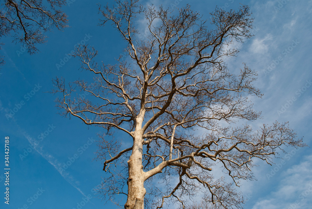 The picture of a bald tree on blue sky background at the beginning of ...