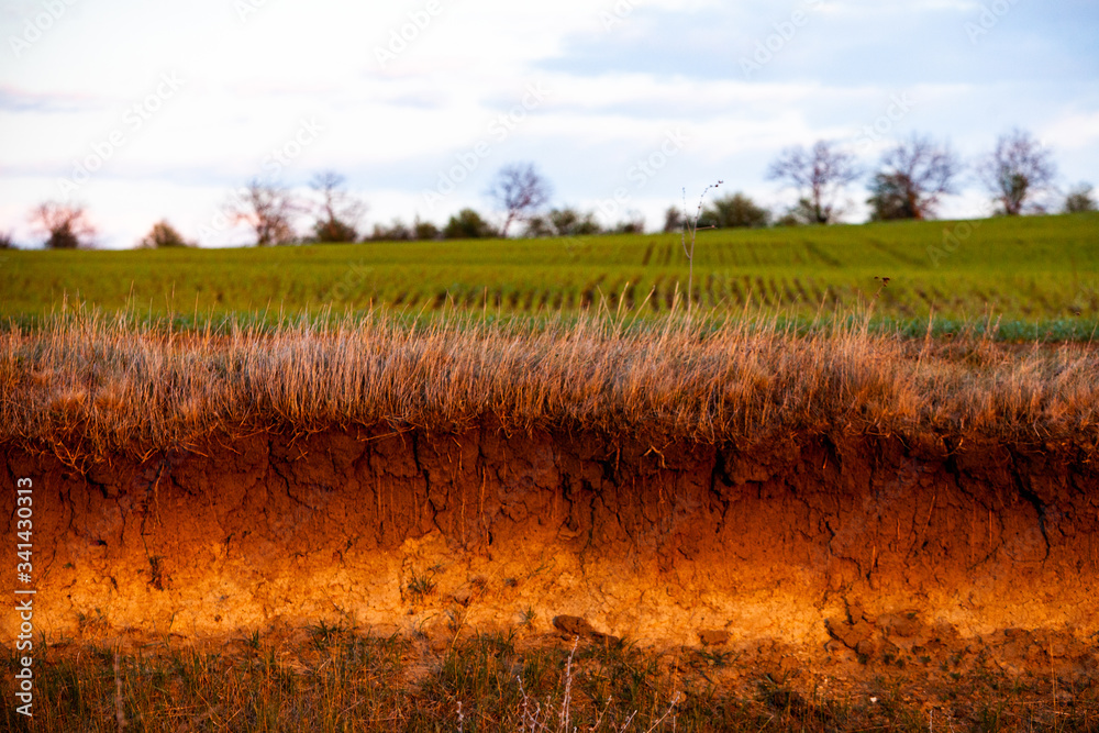 Cross-section in the soil. Texture of brown agricultural soil. Texture ...