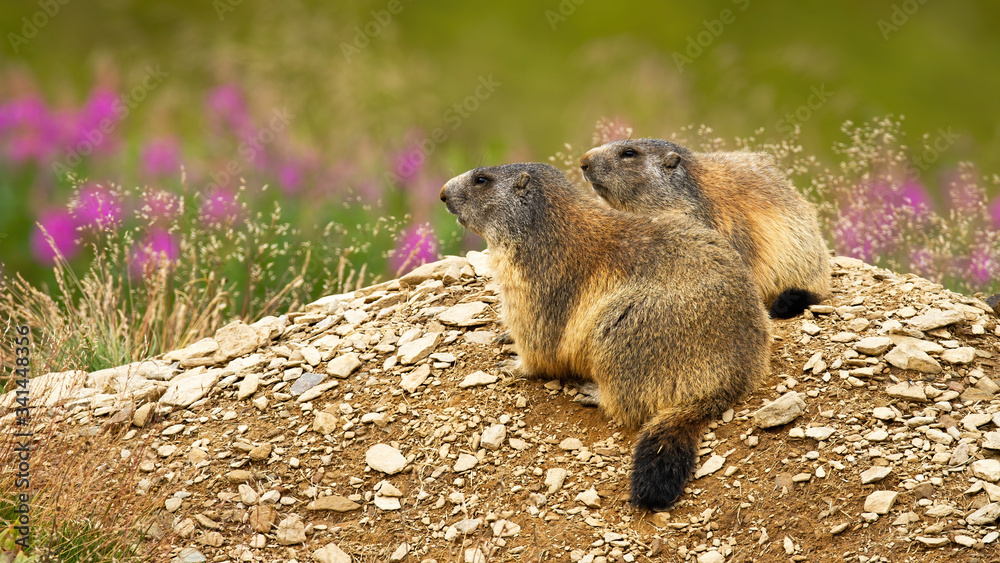 Two alpine marmots, marmota marmota, resting in nature and looking away ...