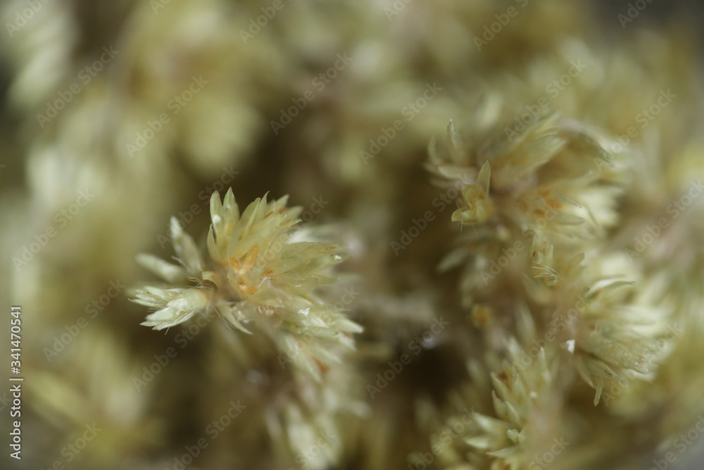 Macela. Planta medicinal utilizada principalmente devido ao seu efeito ...