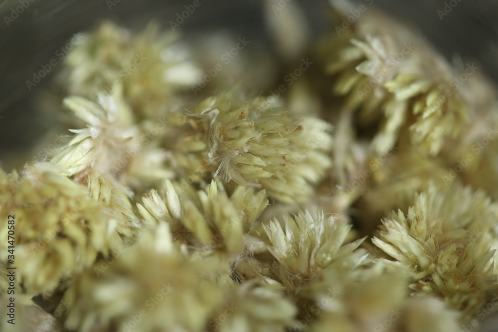 Macela. Planta medicinal utilizada principalmente devido ao seu efeito ...