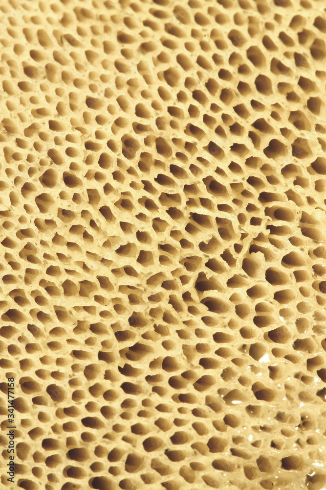 Bone structure. Bone tissue close-up. Osteoporosis. Stock Photo | Adobe ...