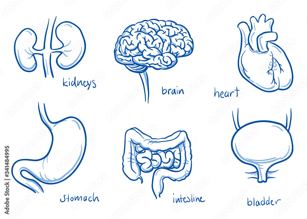 Set of different human inner organs as brain, heart, stomach, intestine ...