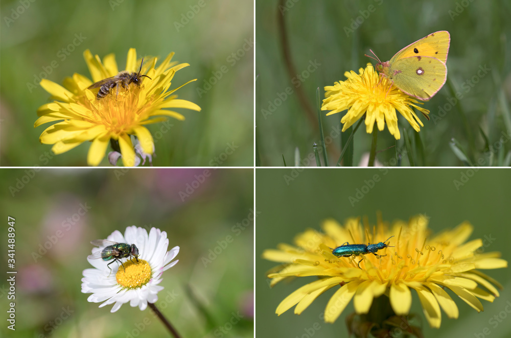 The four main insect flower pollinators hymenoptera, lepidoptera ...