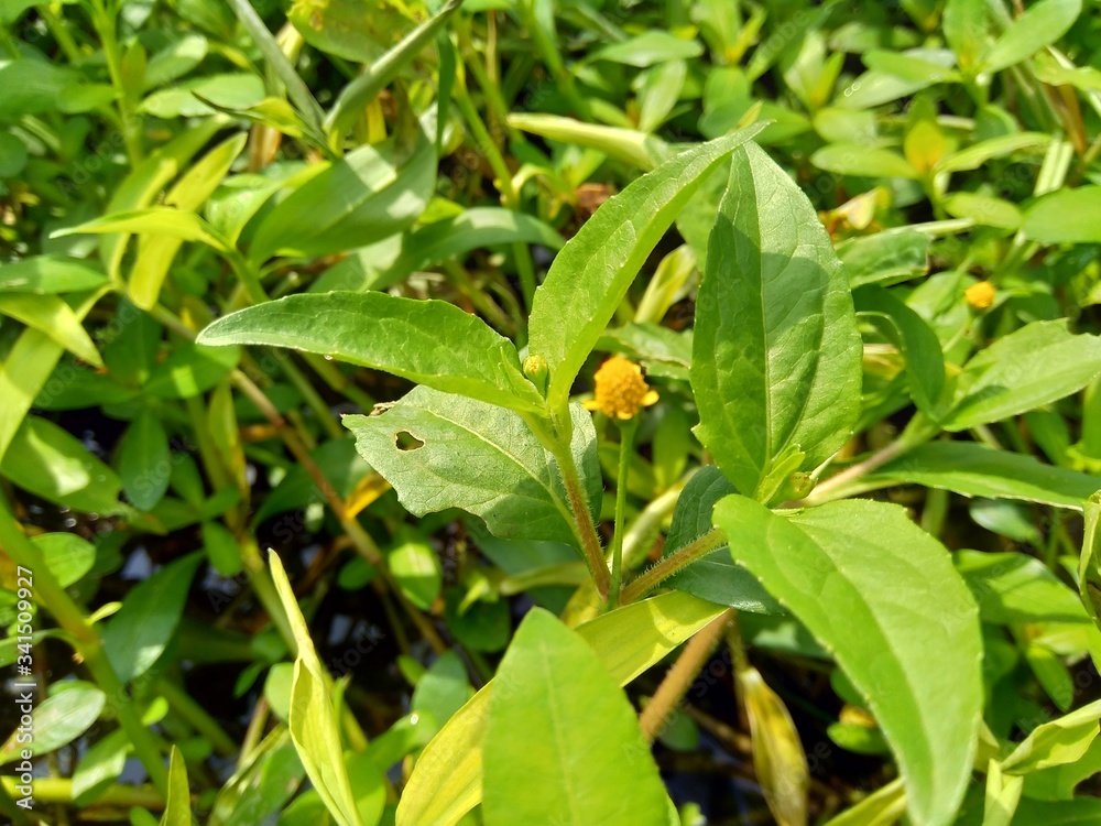 Acmella oleracea (toothache plant, paracress, Sichuan buttons, buzz ...