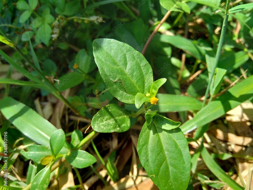 Acmella oleracea (toothache plant, paracress, Sichuan buttons, buzz ...