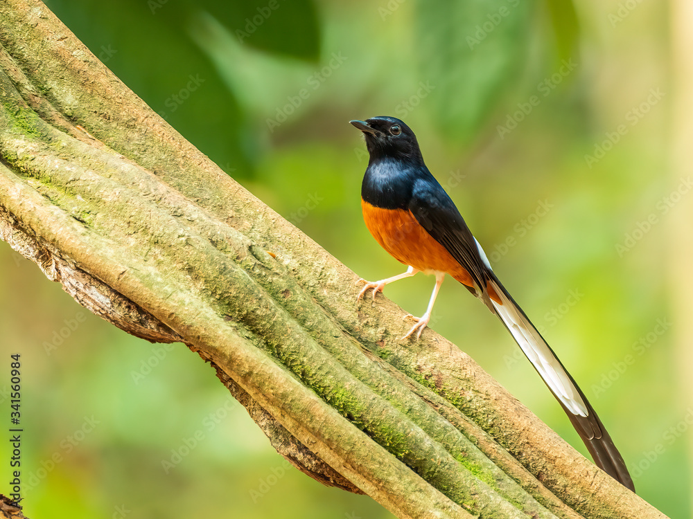 The male White-rumped Shama (Copsychus malabaricus) has a glossy blue ...