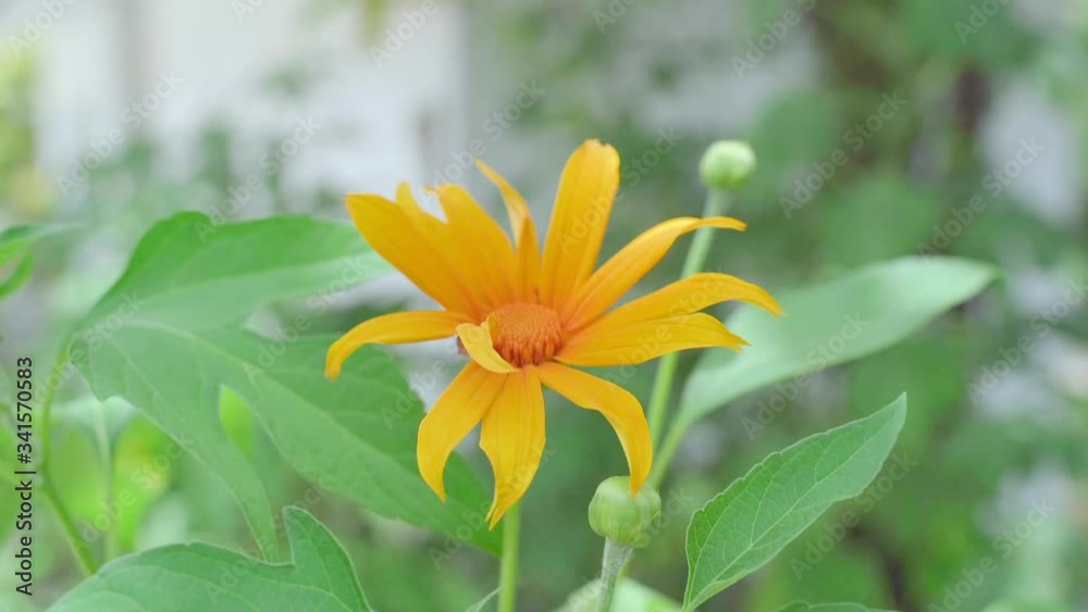 Vidéo Stock 4K The blowing wind of the Mexican sunflower weed (Tithonia ...