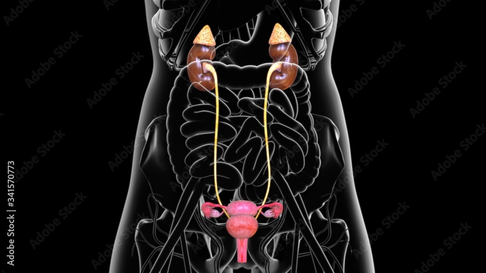 3D Illustration Female Urinary System With Uterus For Medical Concept ...